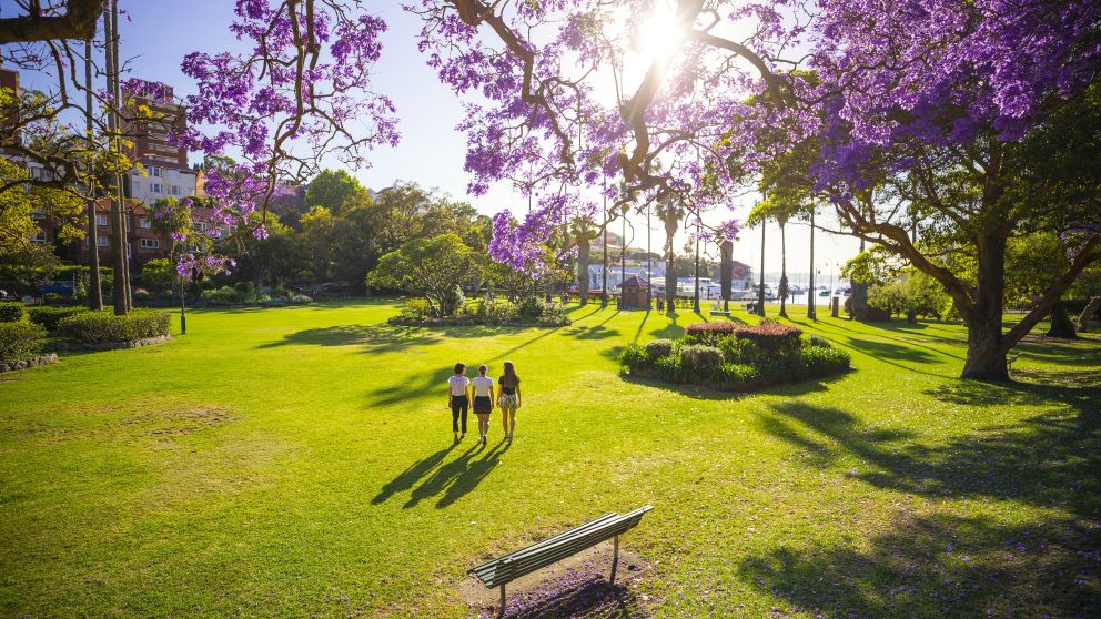 Sydney Jacaranda Trail