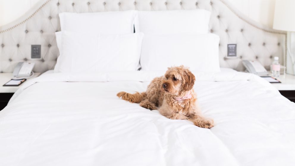 Pet-friendly accommodation in Sydney