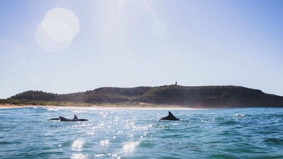 Palm Beach - Things to do, restaurants & more | Sydney.com