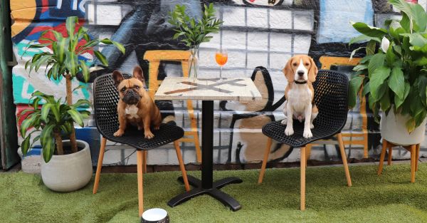 28 of Sydney's best dog-friendly bars, pubs, restaurants & cafes ...